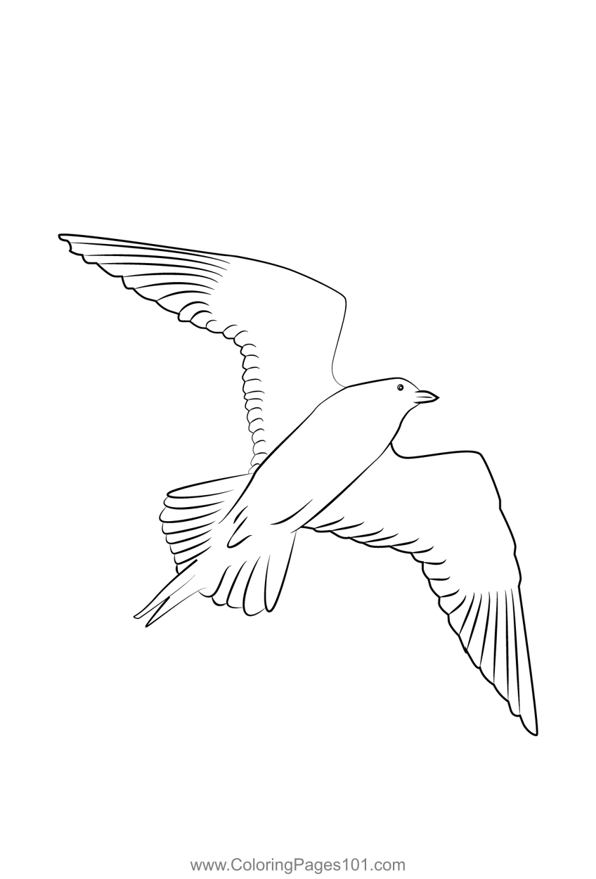 Arctic Skua 13 Coloring Page for Kids - Free Skuas Printable Coloring ...