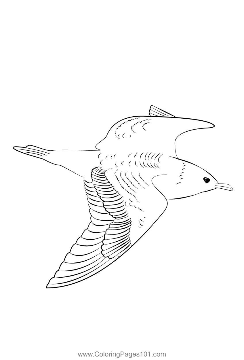Arctic Skua 2 Coloring Page for Kids - Free Skuas Printable Coloring ...