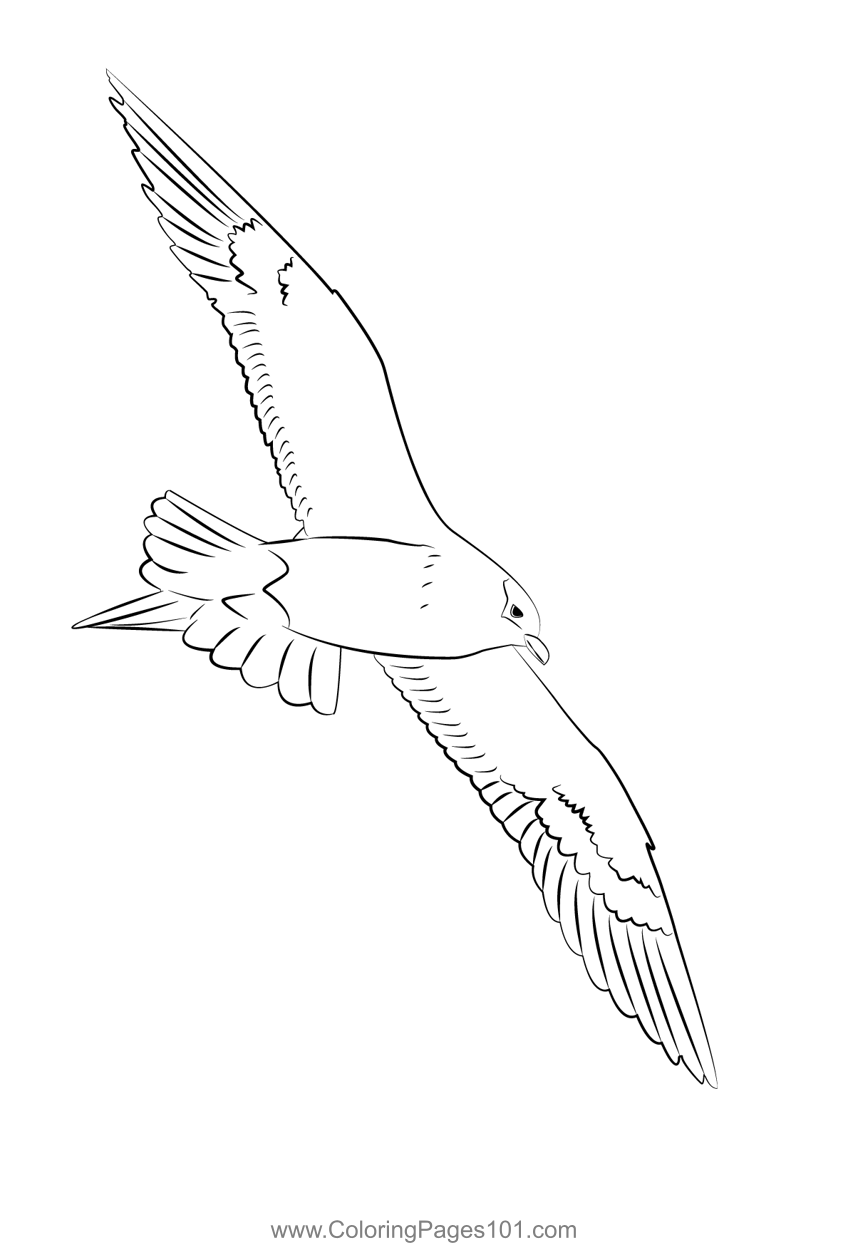 Arctic Skua 4 Coloring Page for Kids - Free Skuas Printable Coloring ...