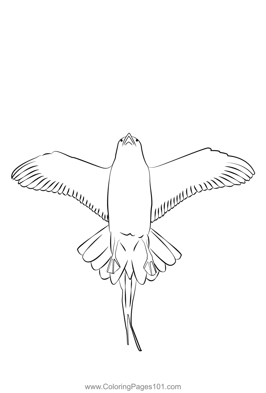 Arctic Skua 9 Coloring Page for Kids - Free Skuas Printable Coloring ...