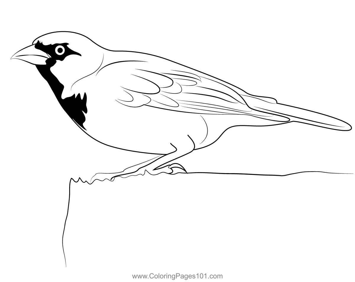 A Very Special Sparrow Coloring Page for Kids - Free Sparrows Printable ...