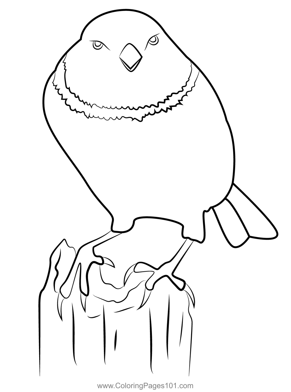 Angry Sparrow Coloring Page for Kids - Free Sparrows Printable Coloring ...
