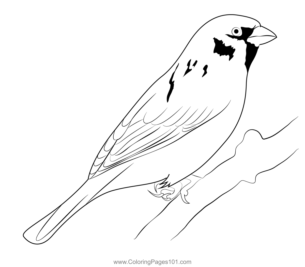 Beautiful Sparrow Bird Coloring Page for Kids - Free Sparrows Printable ...