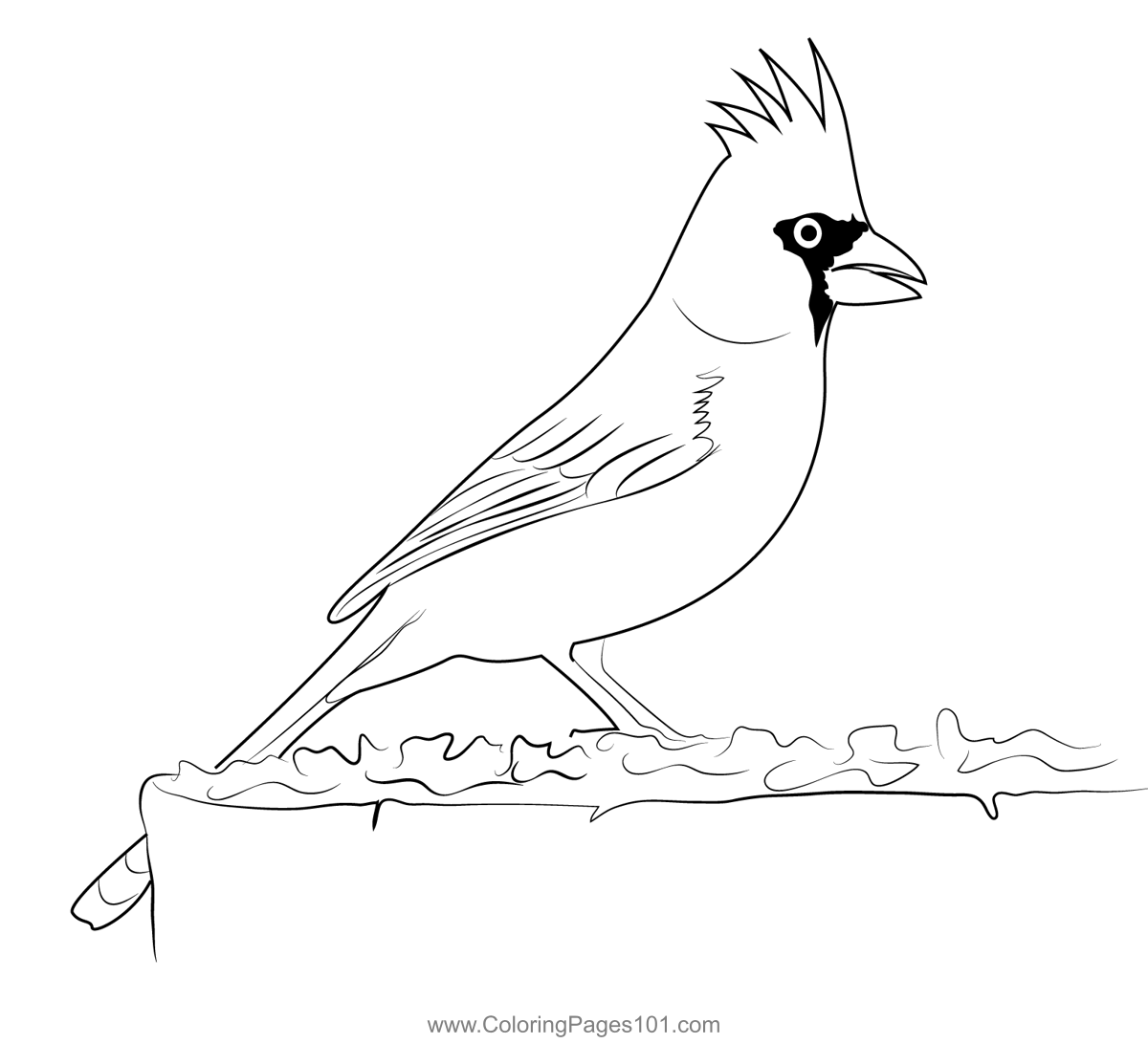 Cardinal Coloring Bird Pages Cardinals Line Drawing Printable Clip ...