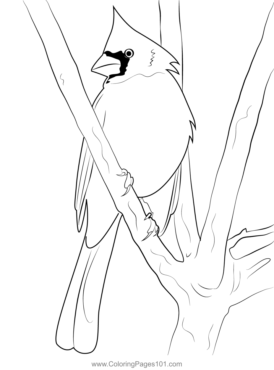 Cardinal 5 Coloring Page for Kids - Free Sparrows Printable Coloring ...