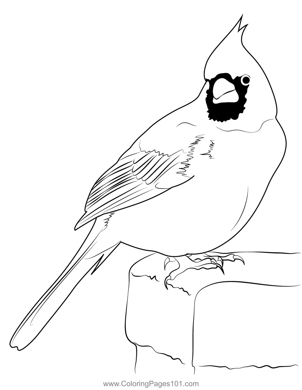 Cardinal 9 Coloring Page for Kids - Free Sparrows Printable Coloring ...