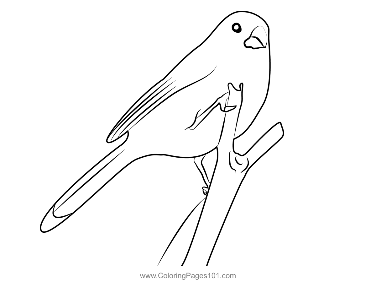 Female Cardinal Bird Sitting Coloring Page for Kids - Free Sparrows ...