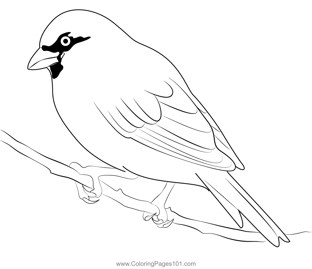 Female House Sparrow Coloring Page for Kids - Free Sparrows Printable ...