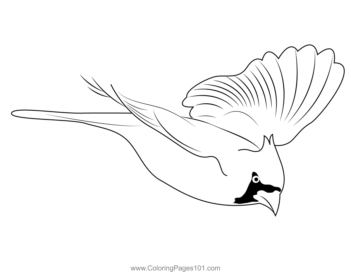 Flying Northern Cardinal Coloring Page for Kids - Free Sparrows ...