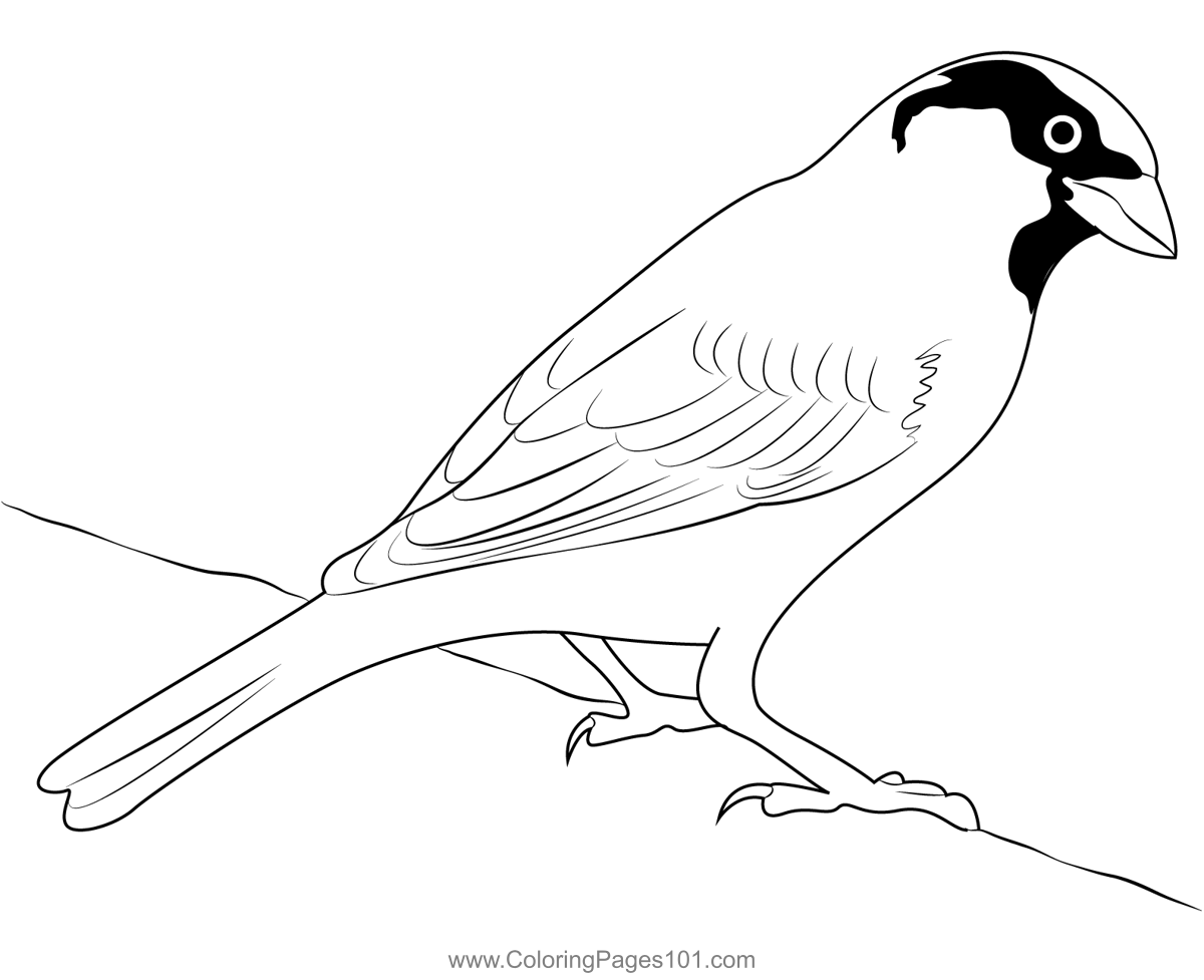 Look Sparrow Bird Coloring Page for Kids - Free Sparrows Printable ...