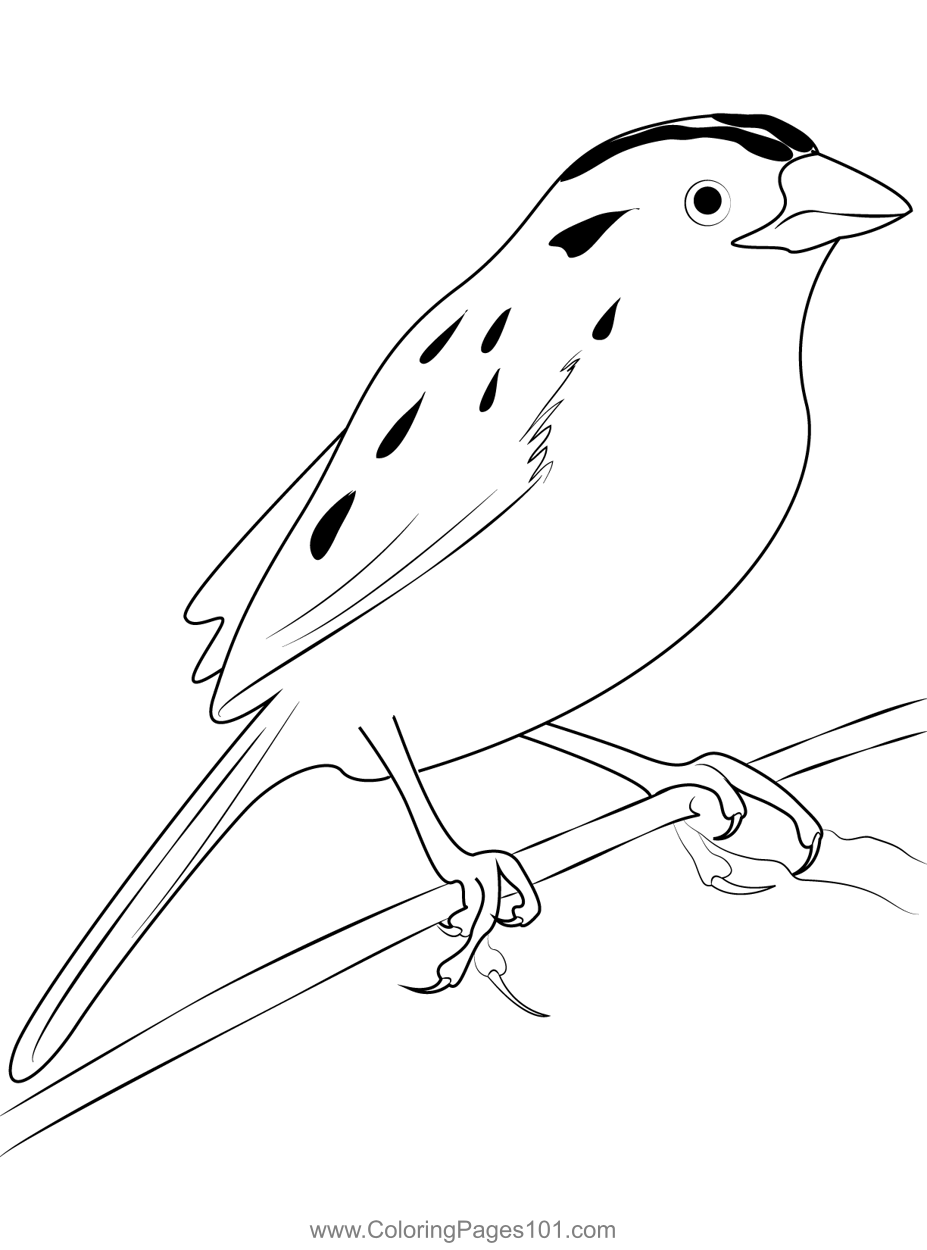 Nice Sparrow Coloring Page for Kids - Free Sparrows Printable Coloring ...
