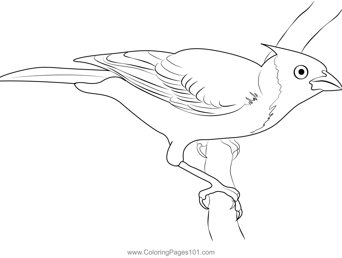 Red Bird Coloring Page