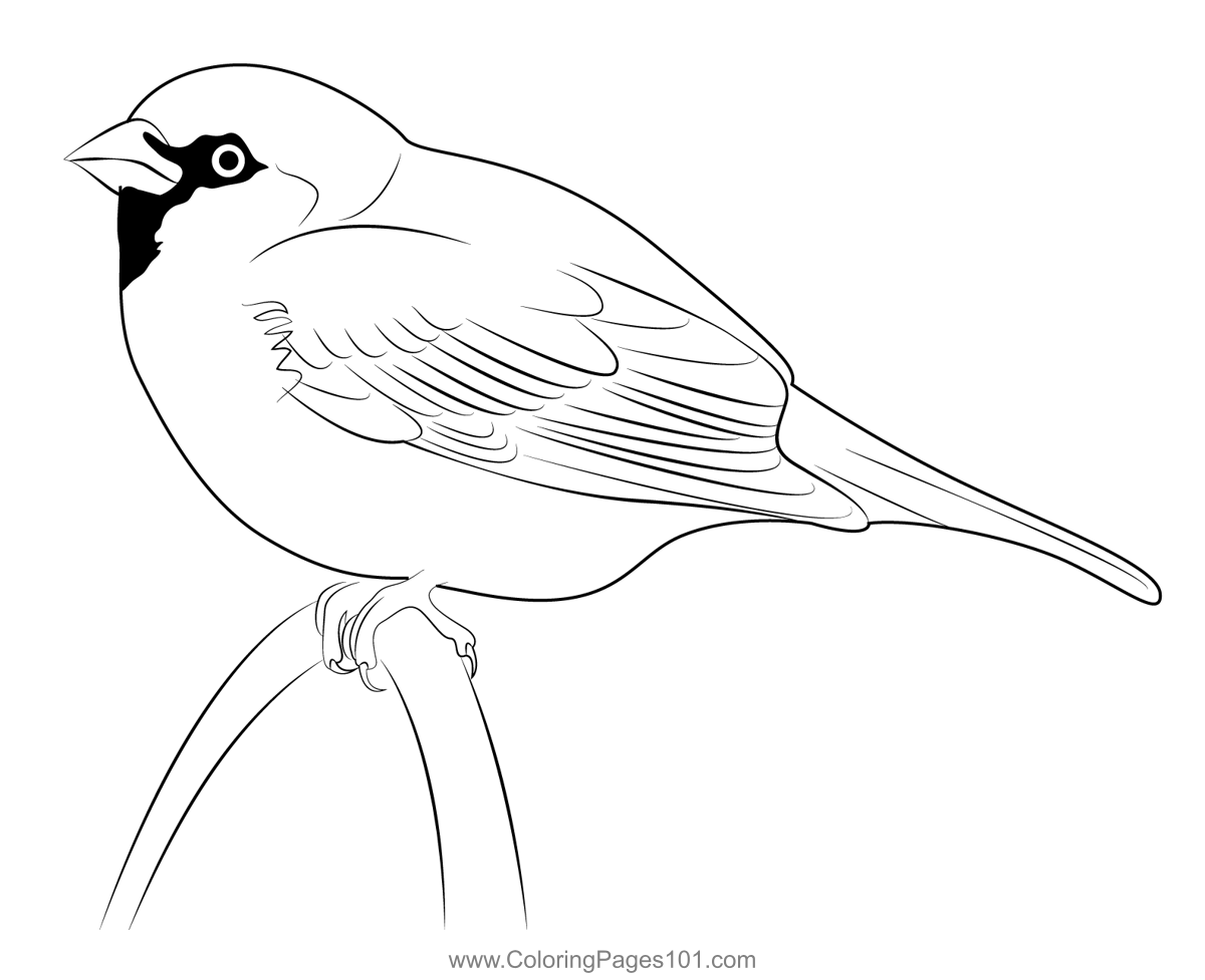 Sitting Sparrow Coloring Page for Kids - Free Sparrows Printable ...