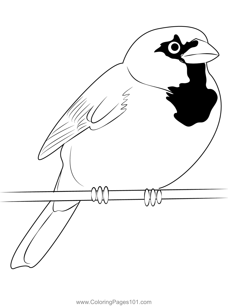 Sparrow 1 Coloring Page for Kids - Free Sparrows Printable Coloring ...