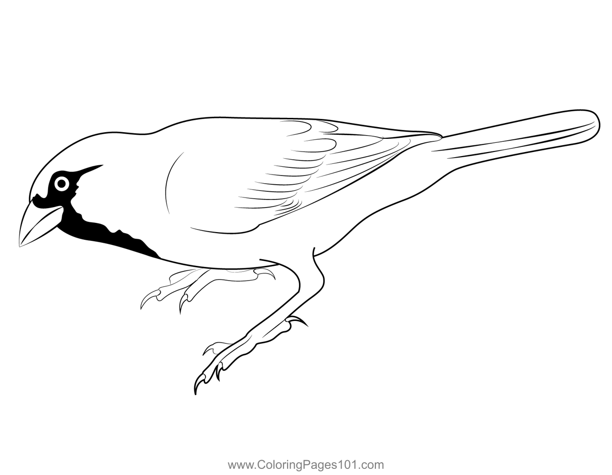 Sparrow 2 Coloring Page for Kids - Free Sparrows Printable Coloring ...