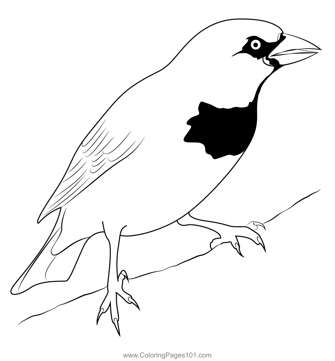 Sparrow 7 Coloring Page for Kids - Free Sparrows Printable Coloring ...