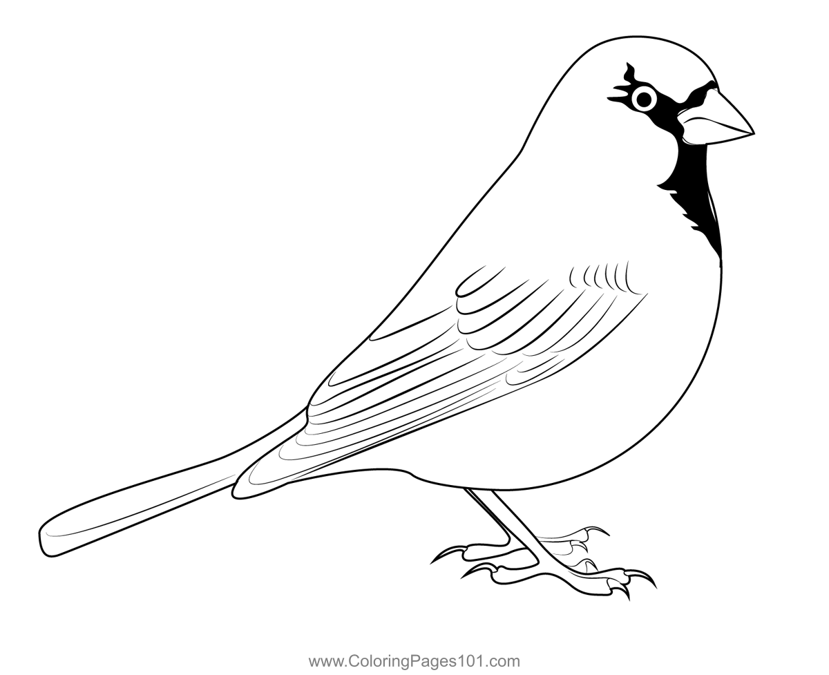 Sparrow Bird Coloring Page for Kids - Free Sparrows Printable Coloring ...