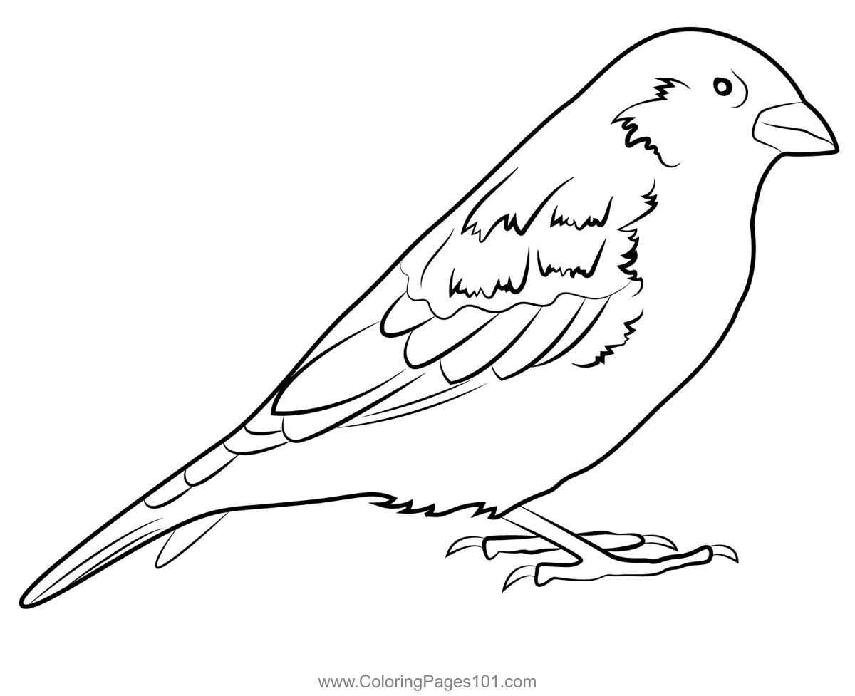 Sparrow Close Up Coloring Page for Kids - Free Sparrows Printable ...
