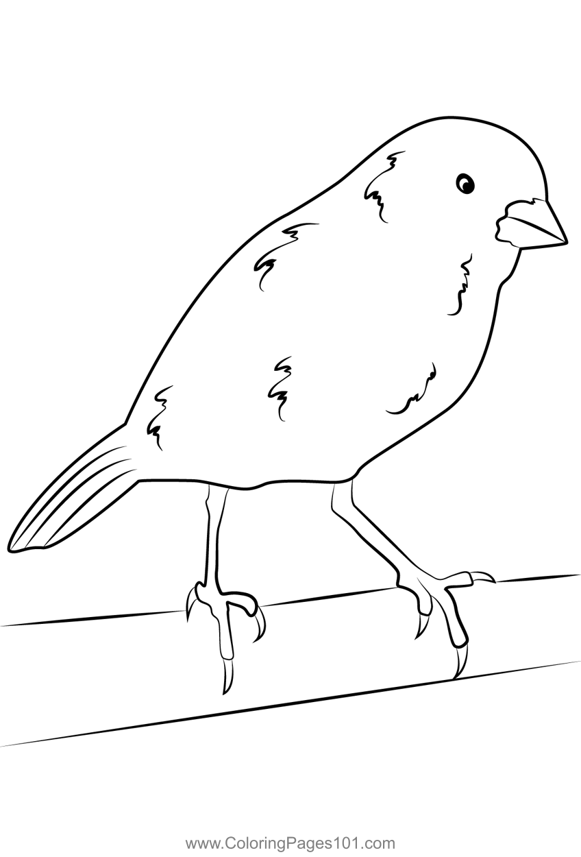 Sparrow Looking Down Coloring Page for Kids - Free Sparrows Printable ...