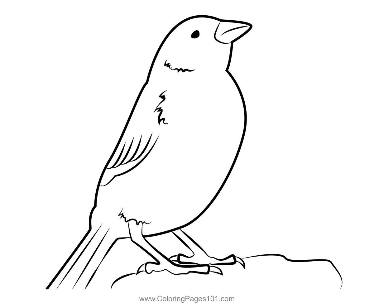 Sparrow Sitting On Rock Coloring Page for Kids - Free Sparrows ...