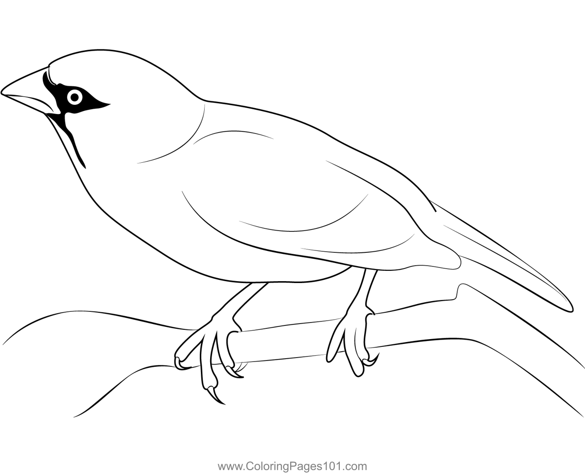 Study On Song Sparrows Coloring Page for Kids - Free Sparrows Printable ...