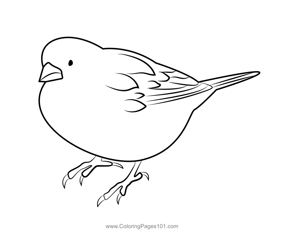 Sparrow Coloring Page