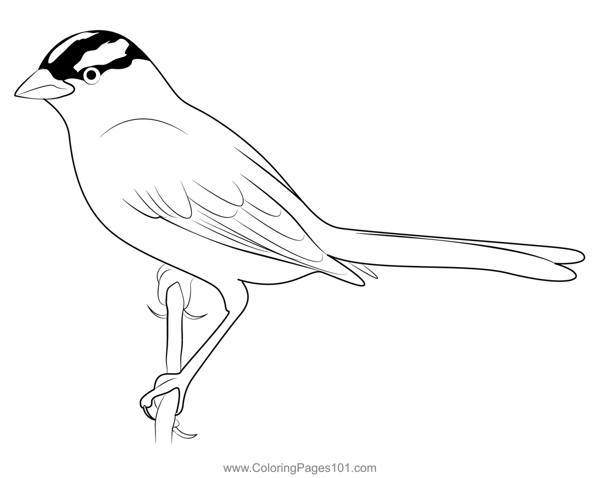 White Crowned Sparrow Coloring Page for Kids - Free Sparrows Printable ...