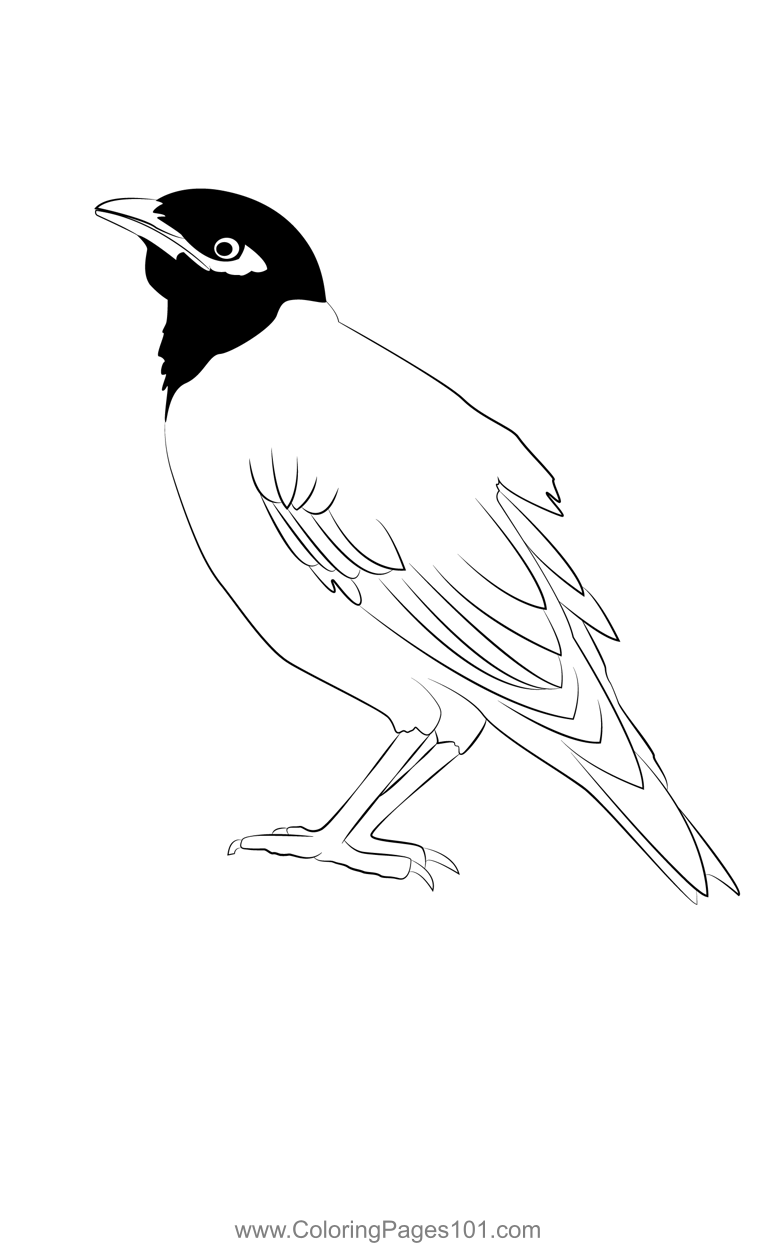 Common Myna 1 Coloring Page for Kids - Free Starlings Printable ...