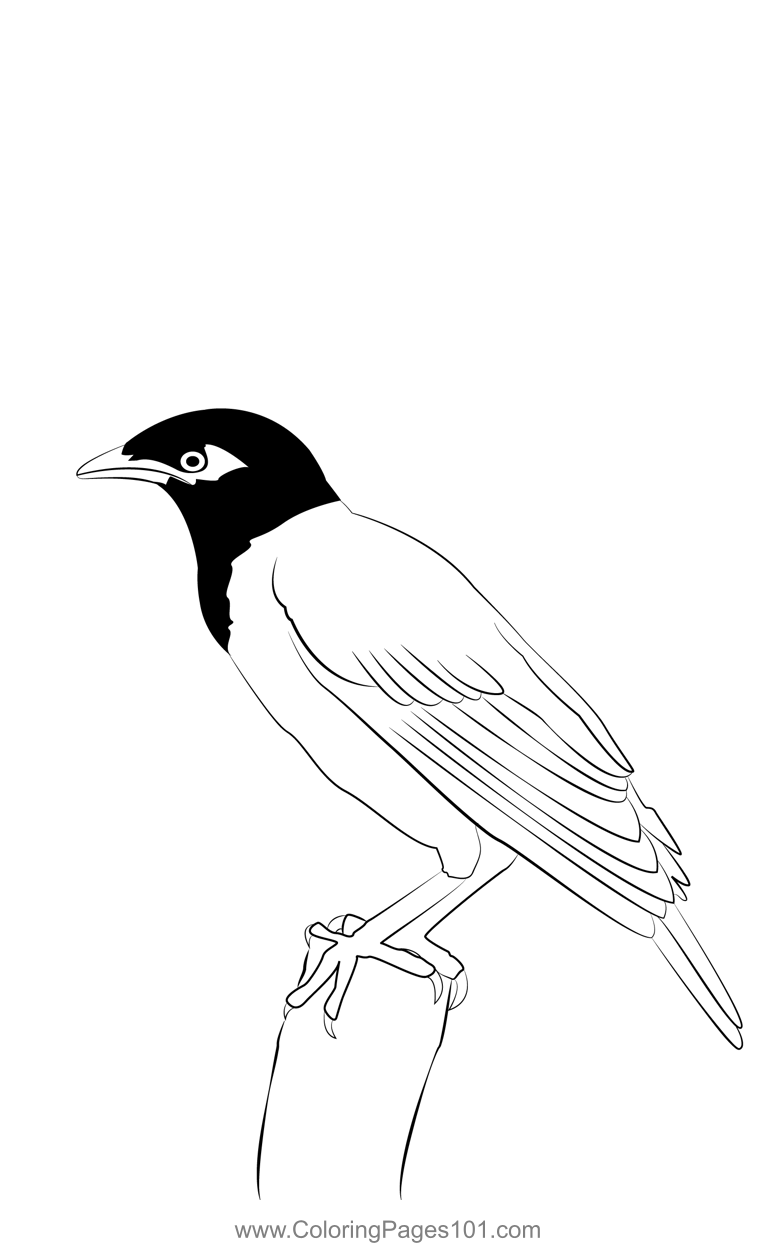 Common Myna 3 Coloring Page for Kids - Free Starlings Printable ...