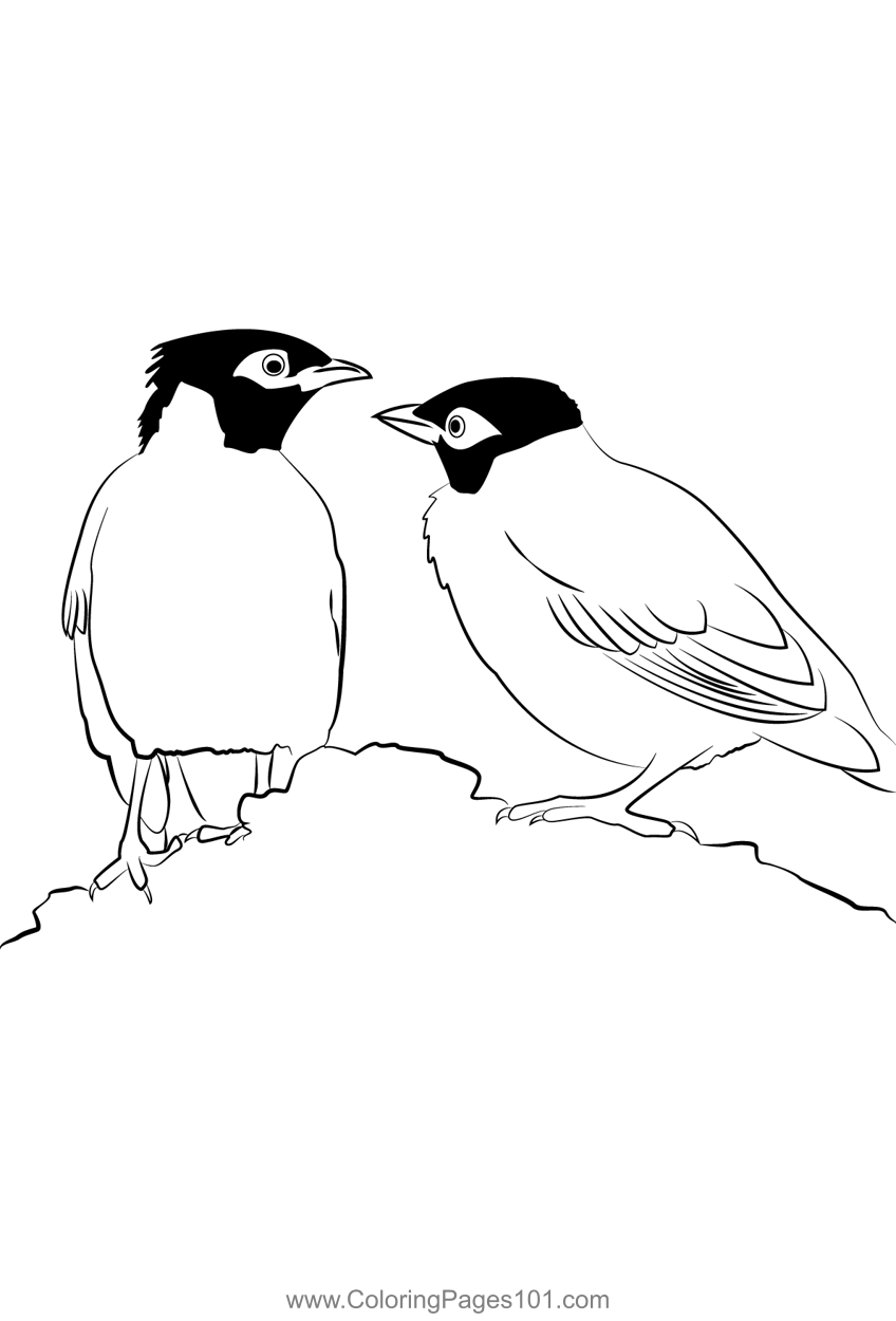 Myna Coloring Pages