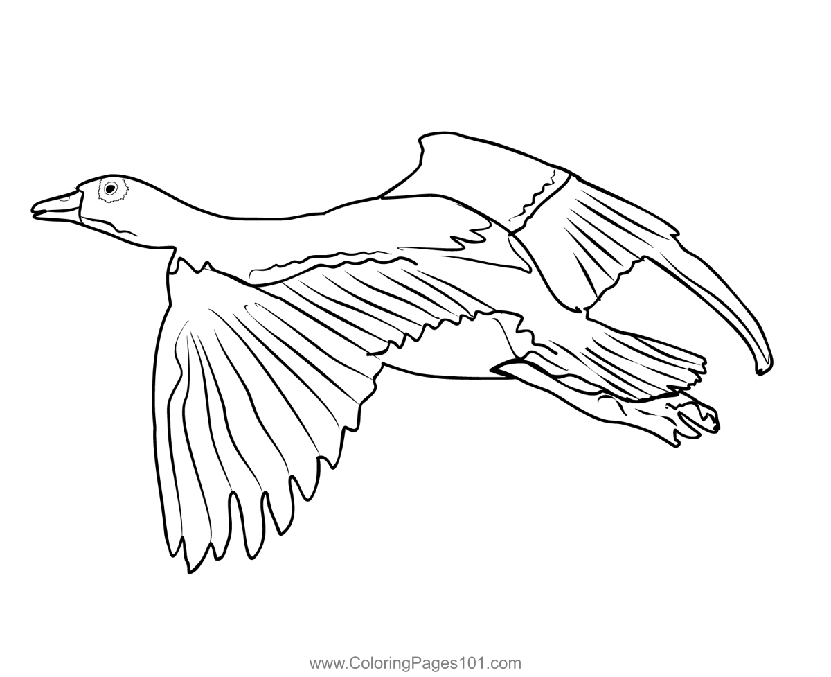 Egyptian Goose 5 Coloring Page for Kids - Free Swans and Geese ...