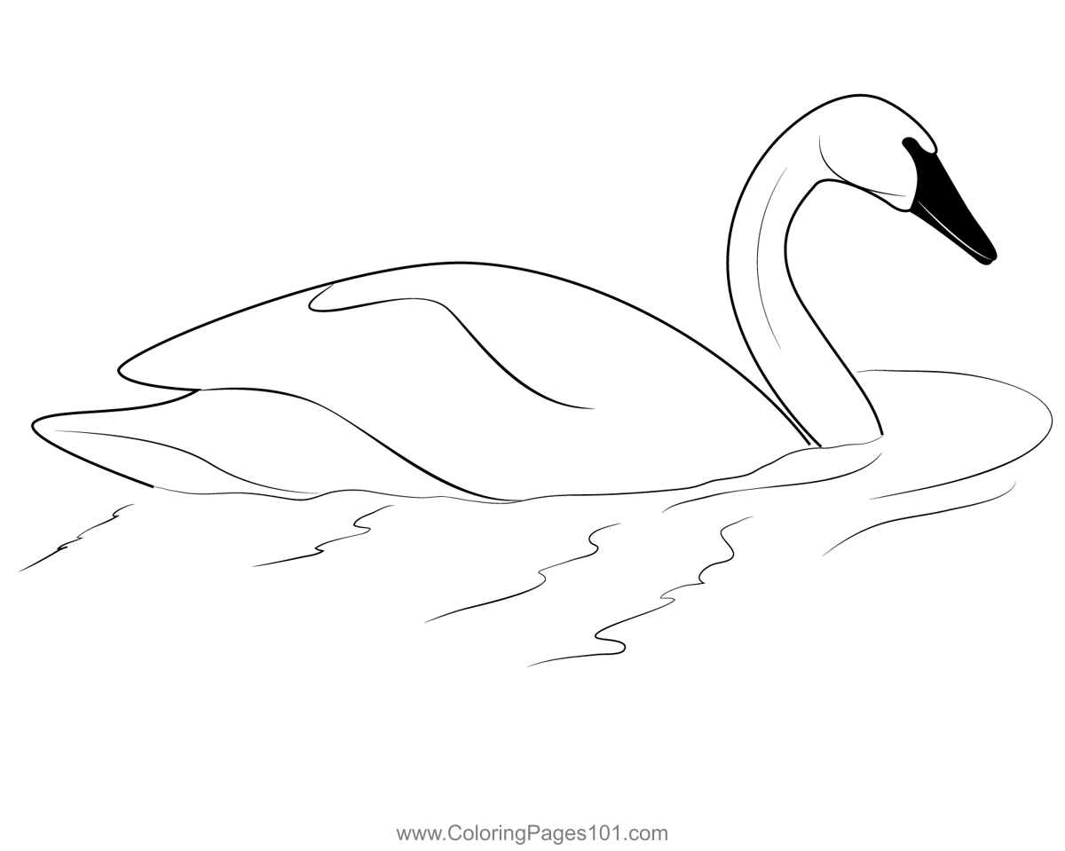 Swim Swan Coloring Page for Kids - Free Swans and Geese Printable ...