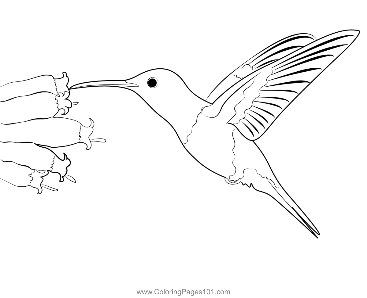 Beautiful Hummingbird Coloring Page for Kids - Free Swifts and ...