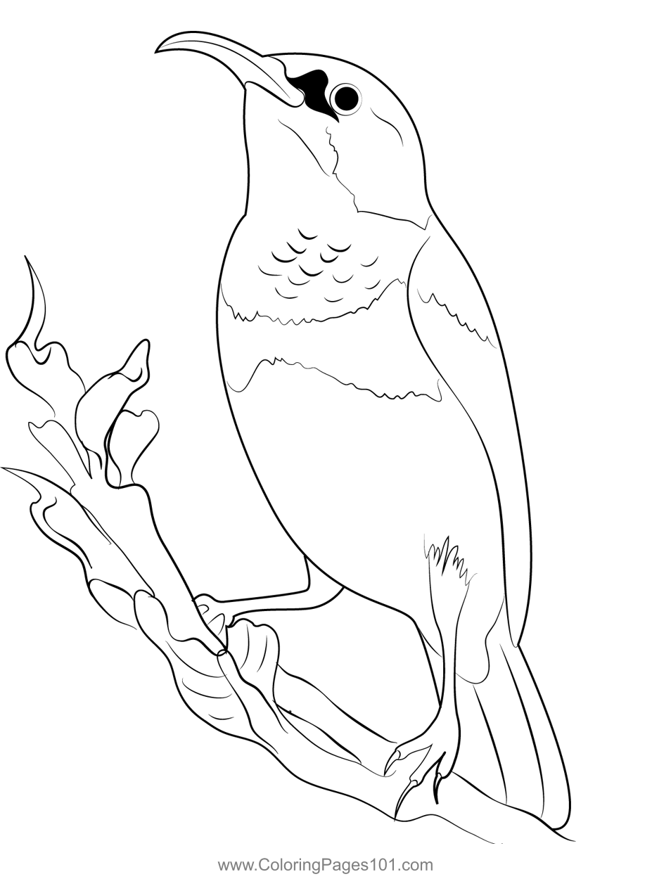 Beautiful Hummingbird Coloring Page for Kids - Free Swifts and ...