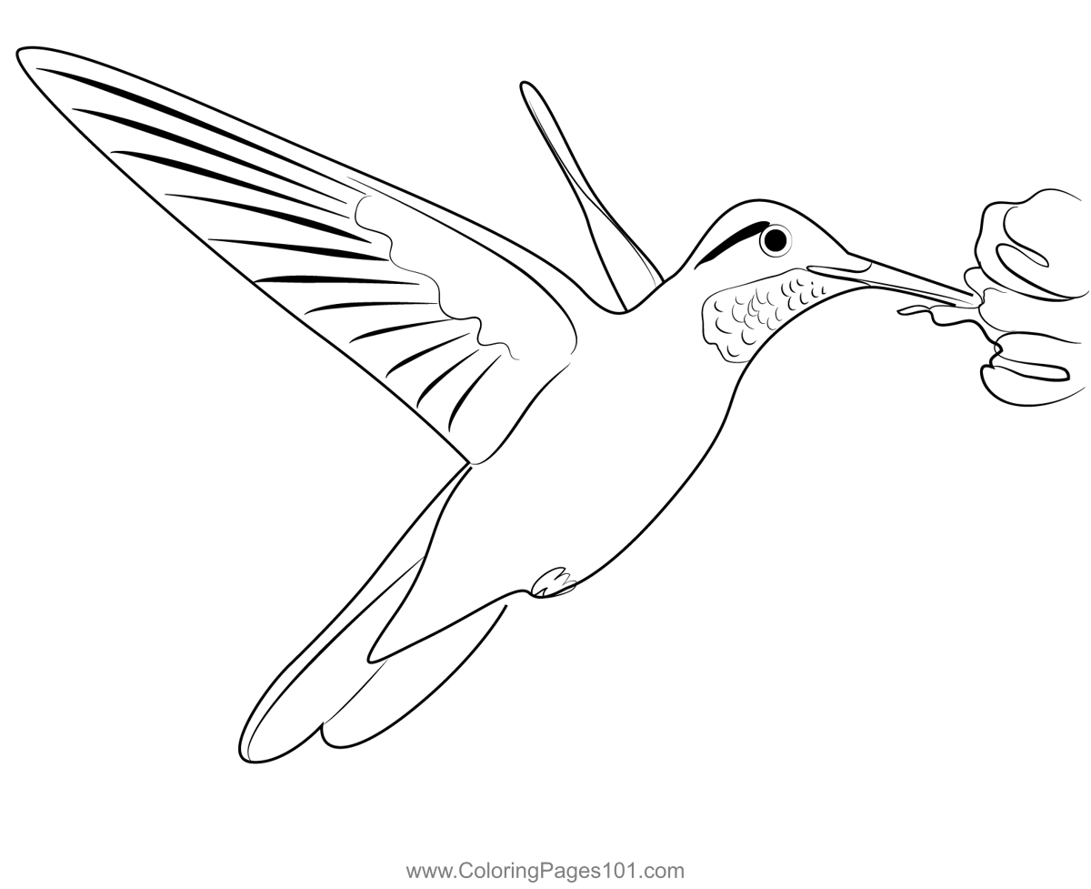 Beauty Ruby Throated Humming Bird Coloring Page for Kids - Free Swifts ...