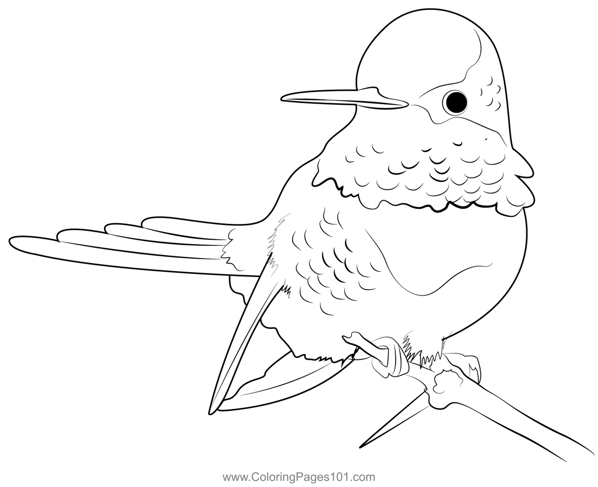 Bird Hummingbird Branch Feathers Pink Coloring Page for Kids - Free ...