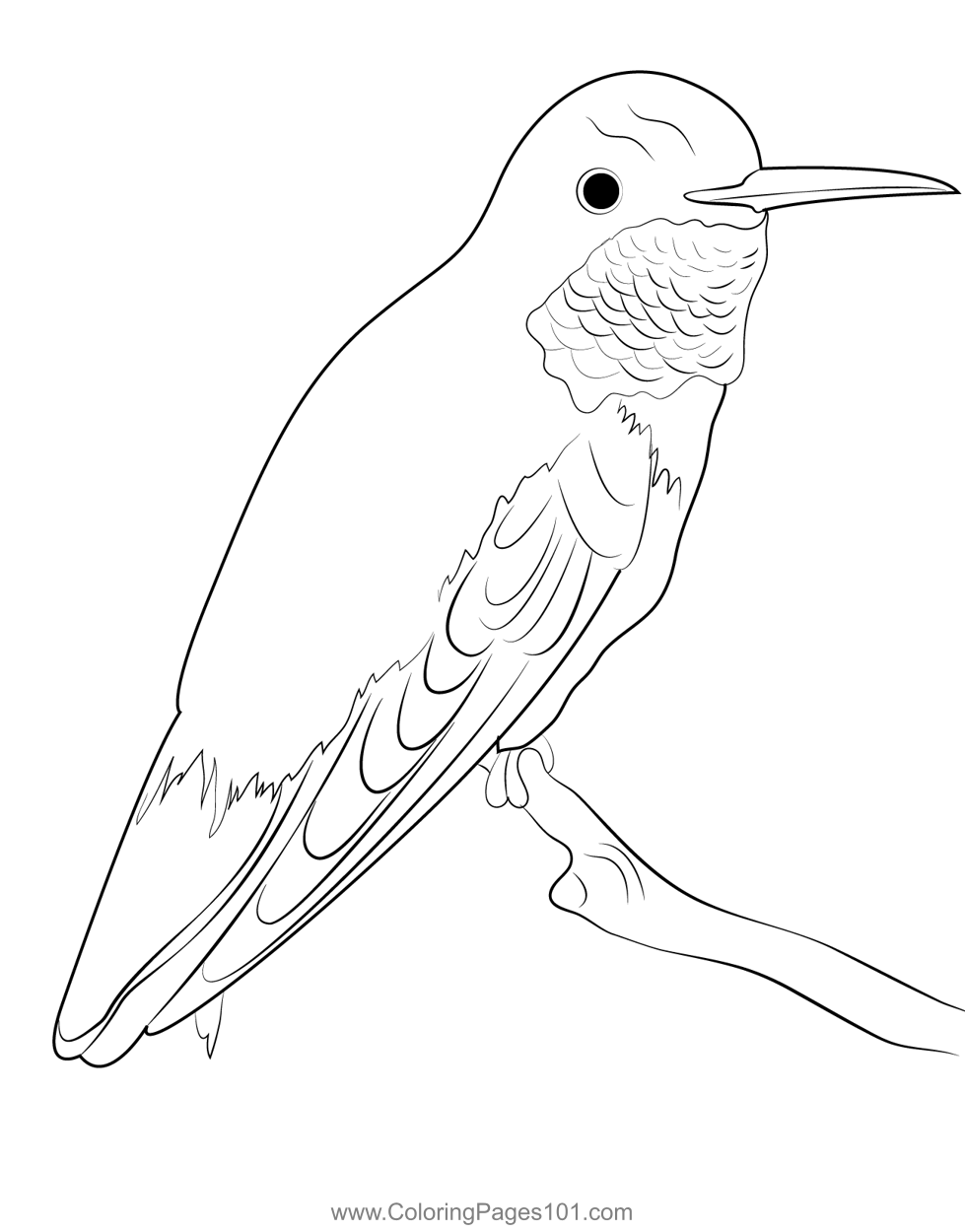 Broad Tailed Hummingbird Coloring Page for Kids - Free Swifts and ...