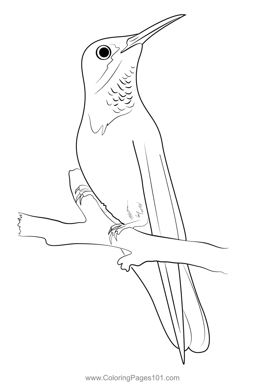 Brown Violet Humming Bird Coloring Page for Kids - Free Swifts and ...