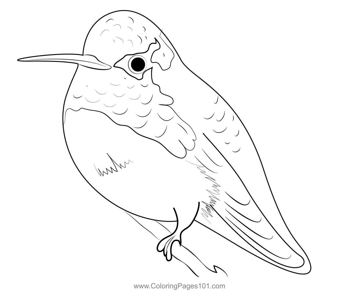 Calliope Hummingbird Coloring Page for Kids - Free Swifts and ...