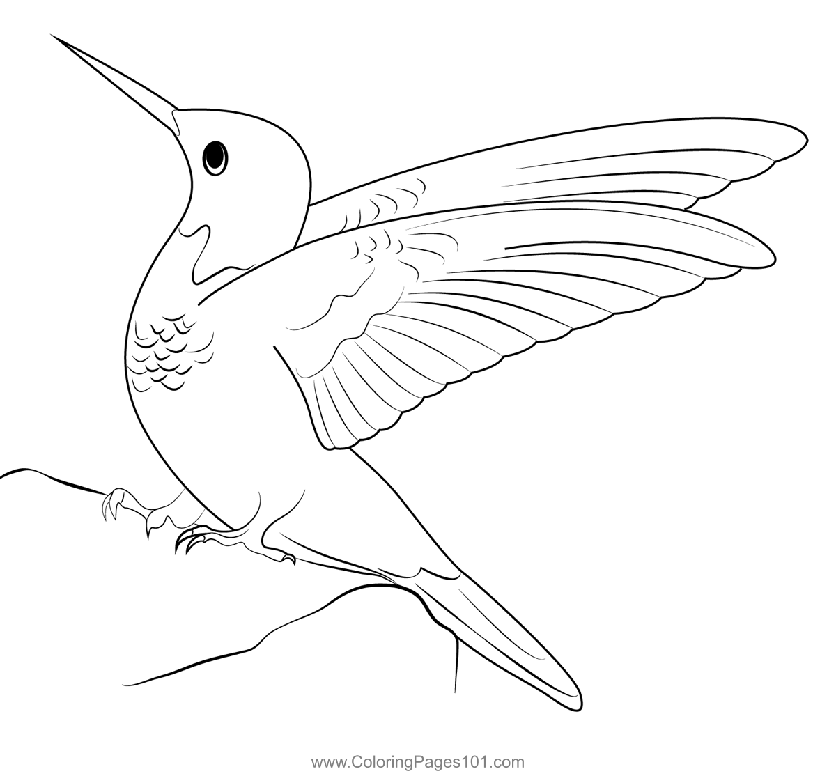 Humming Bird Coloring Page for Kids - Free Swifts and Hummingbirds ...