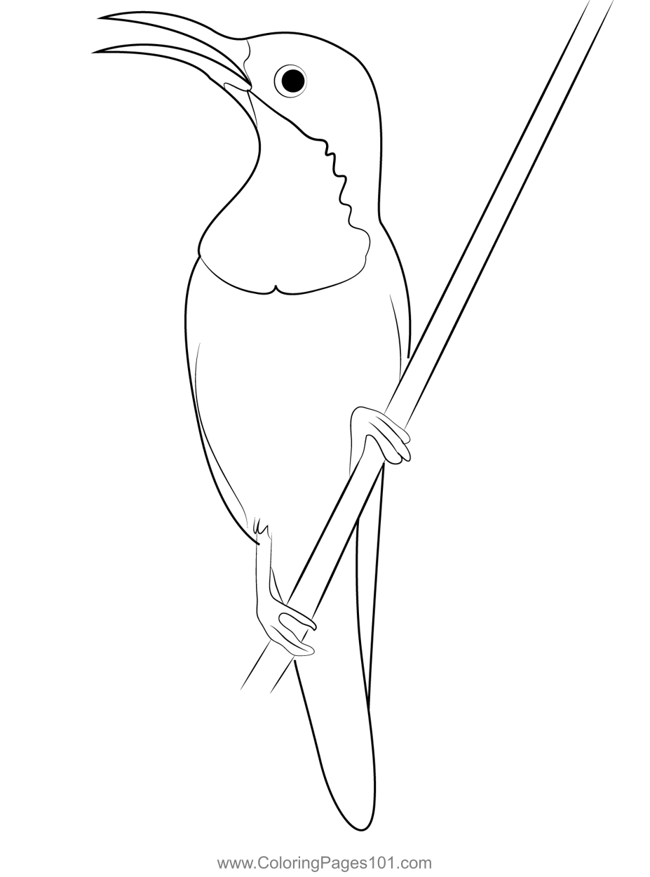 Hummingbird 2 Coloring Page for Kids - Free Swifts and Hummingbirds ...