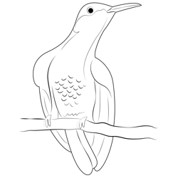 Swifts and Hummingbirds Coloring Pages for Kids Printable Free Download ...