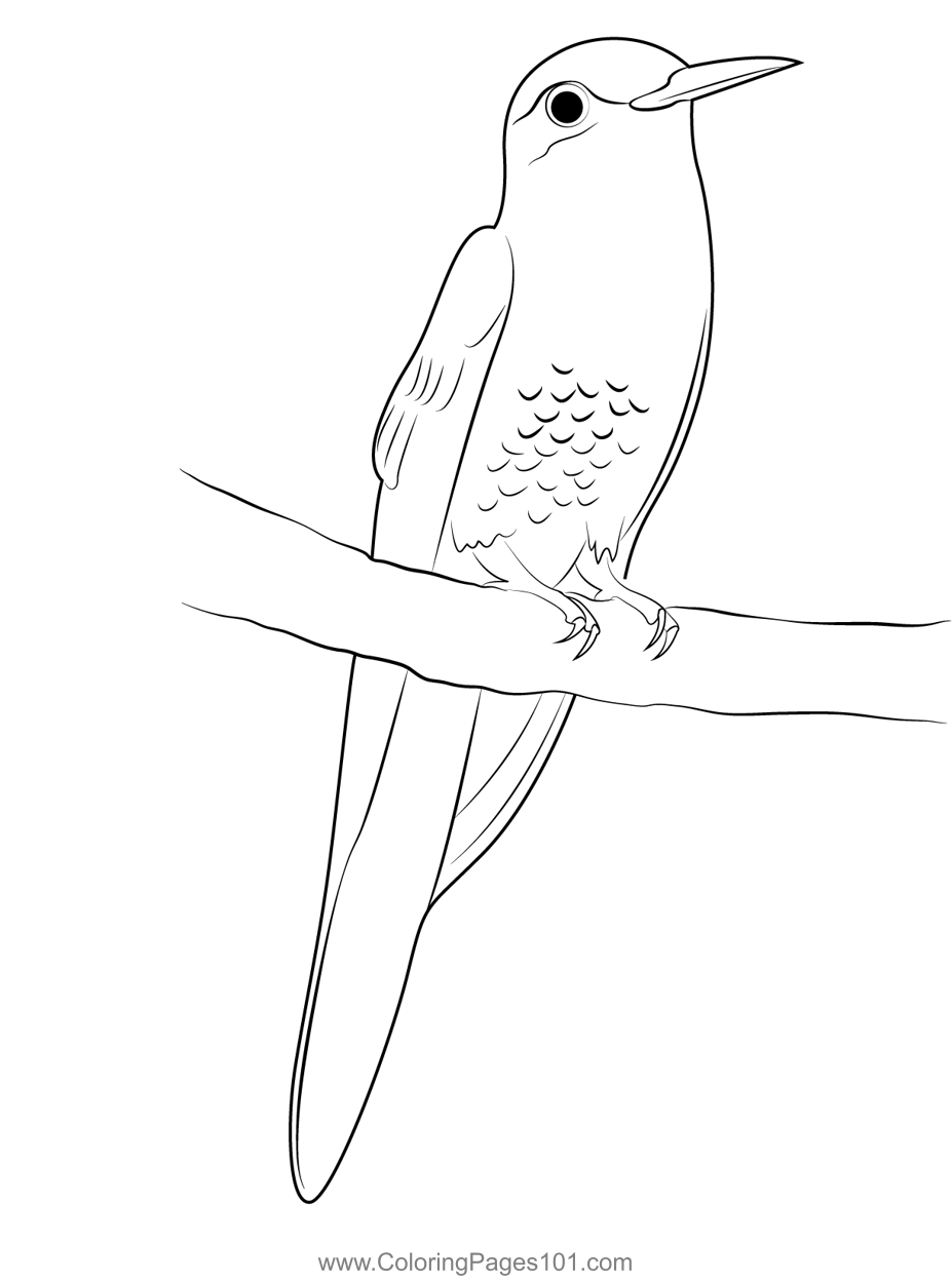 Hummingbird 4 Coloring Page for Kids - Free Swifts and Hummingbirds ...