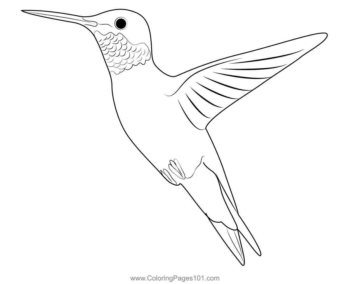 Mangrove Hummingbird Coloring Page for Kids - Free Swifts and ...