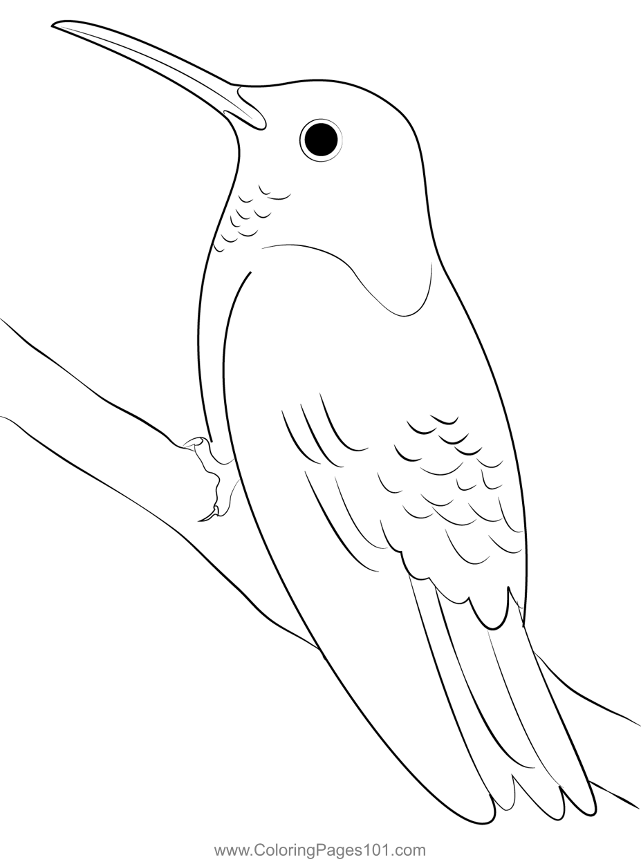 Pretty Humming Bird Coloring Page for Kids - Free Swifts and ...