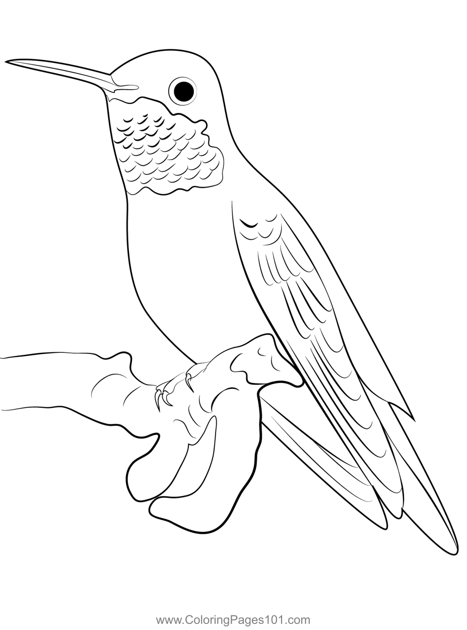 Rufous Hummingbird Coloring Page for Kids - Free Swifts and ...