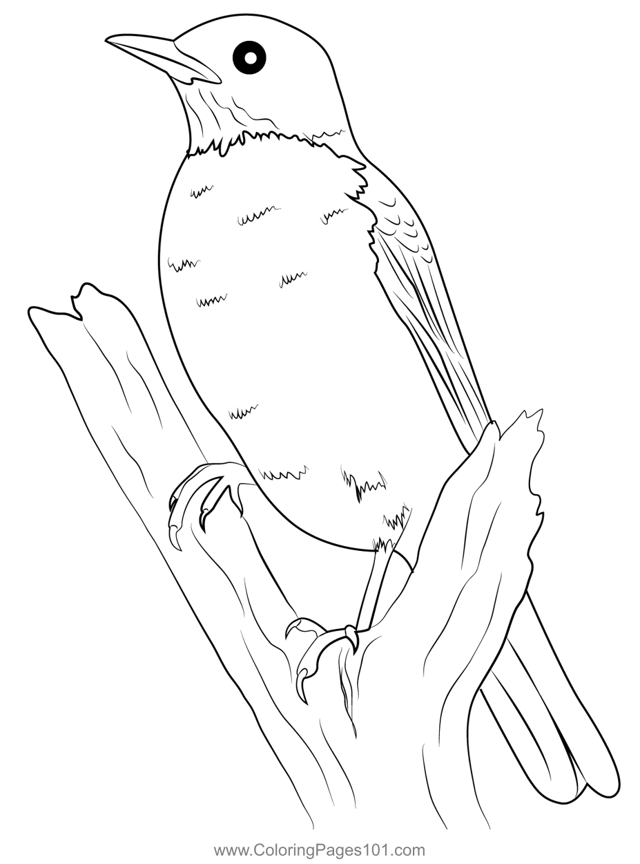 American Robi 3 Coloring Page for Kids - Free Thrushes Printable ...