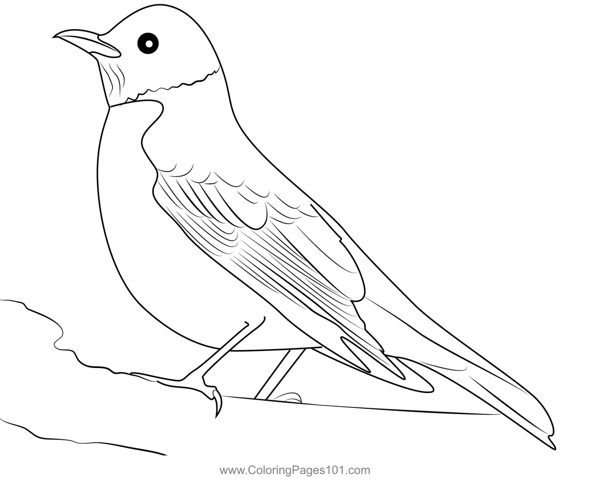 American Robin 11 Coloring Page for Kids - Free Thrushes Printable ...