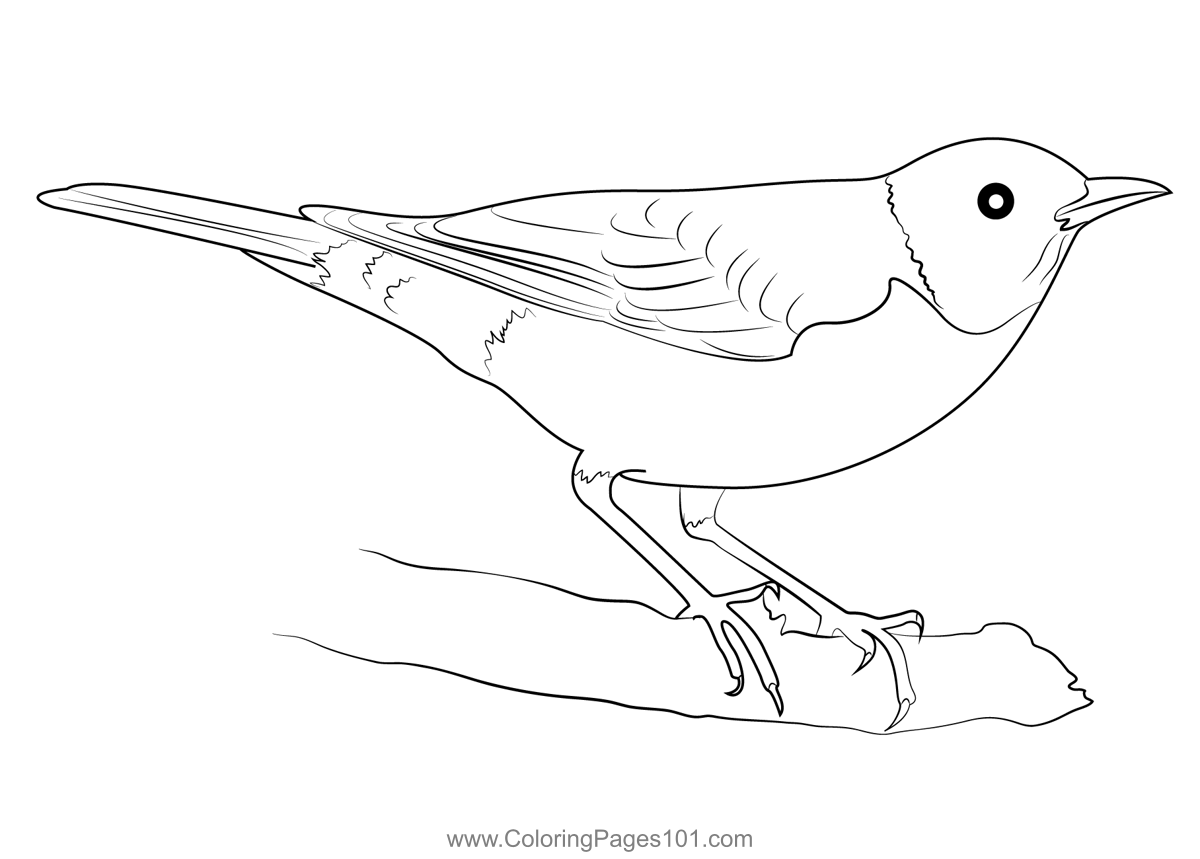 American Robin 13 Coloring Page for Kids - Free Thrushes Printable ...