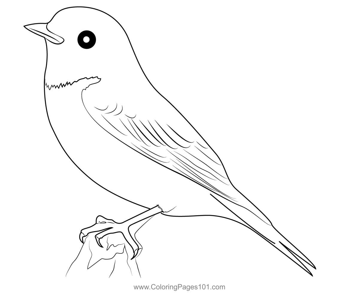 American Robin Coloring Page